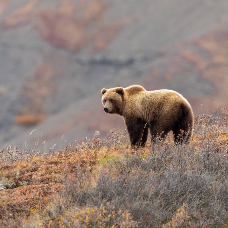 Alaska - Beyond Borders